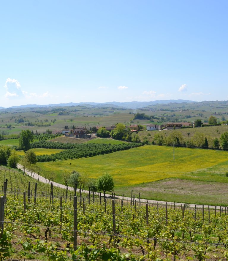 Castino Wines - Wine to Dine